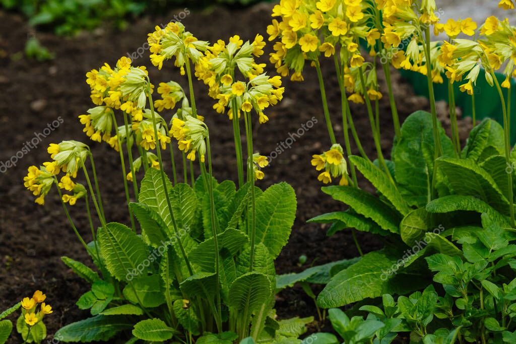 Primula veris o Primula officinalis. Primula rendezvouses plantas en el ...