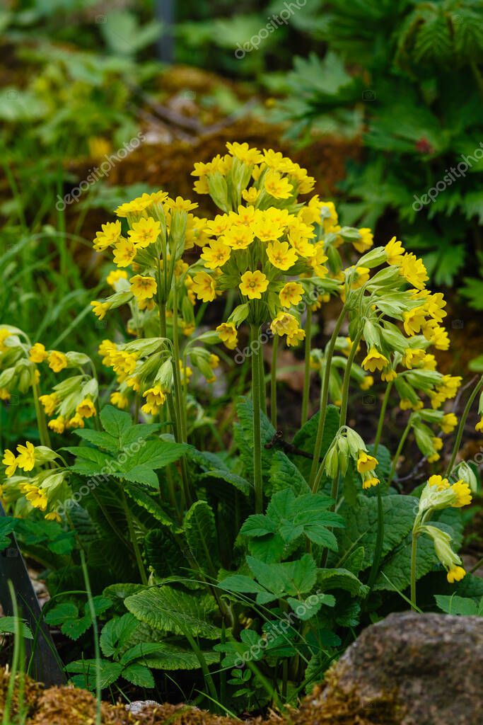 Primula veris o Primula officinalis. Primula rendezvouses plantas en el ...