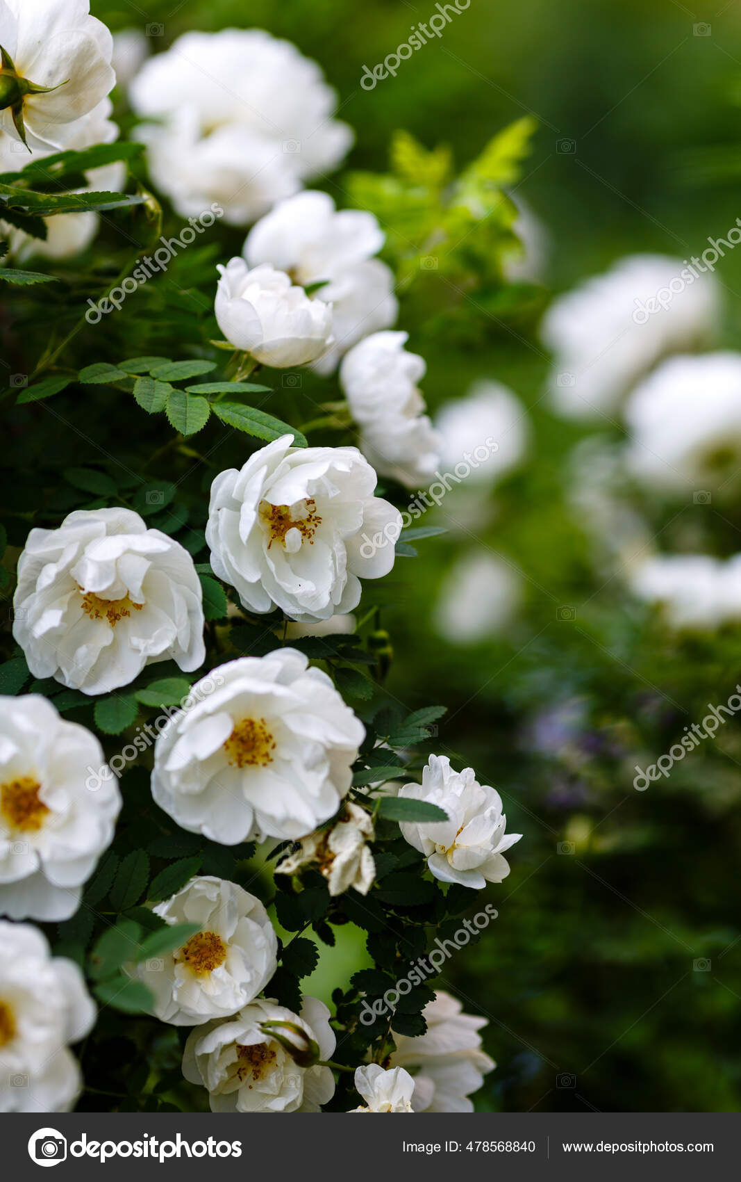 White Rosa Rugosa