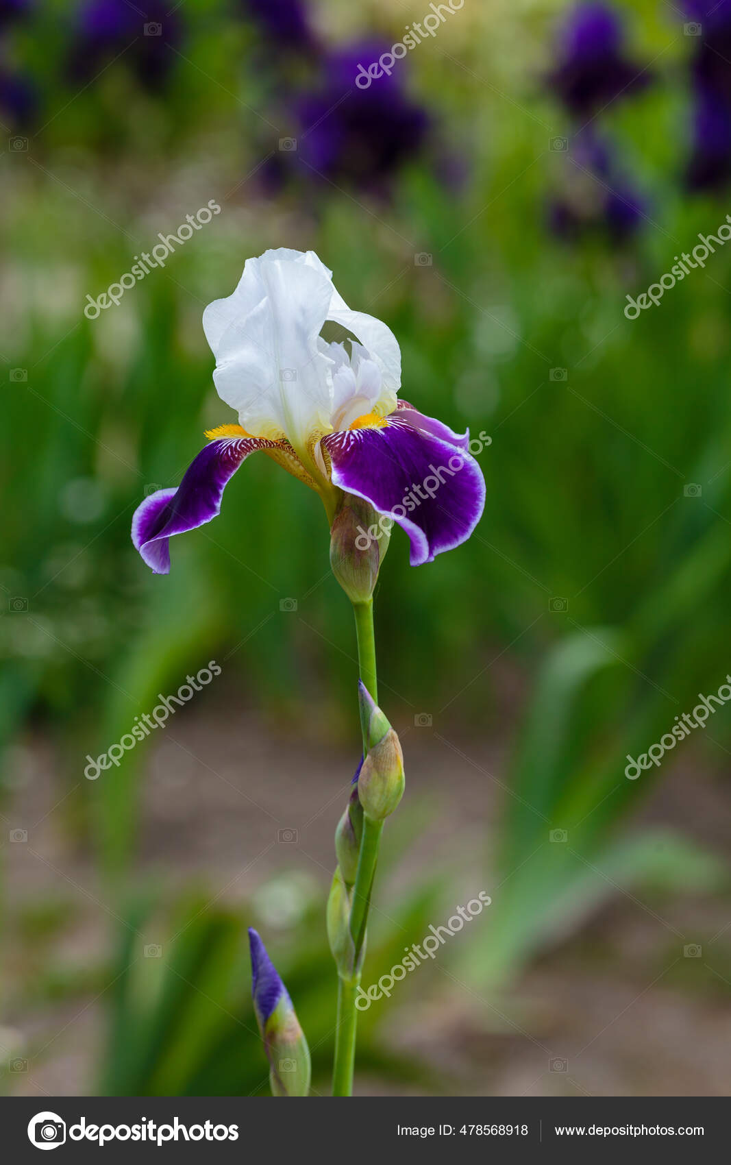 Growing Irises