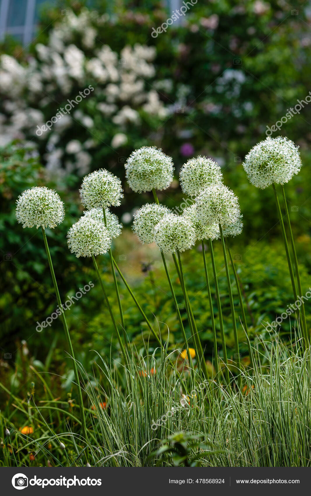 Allium White Giant