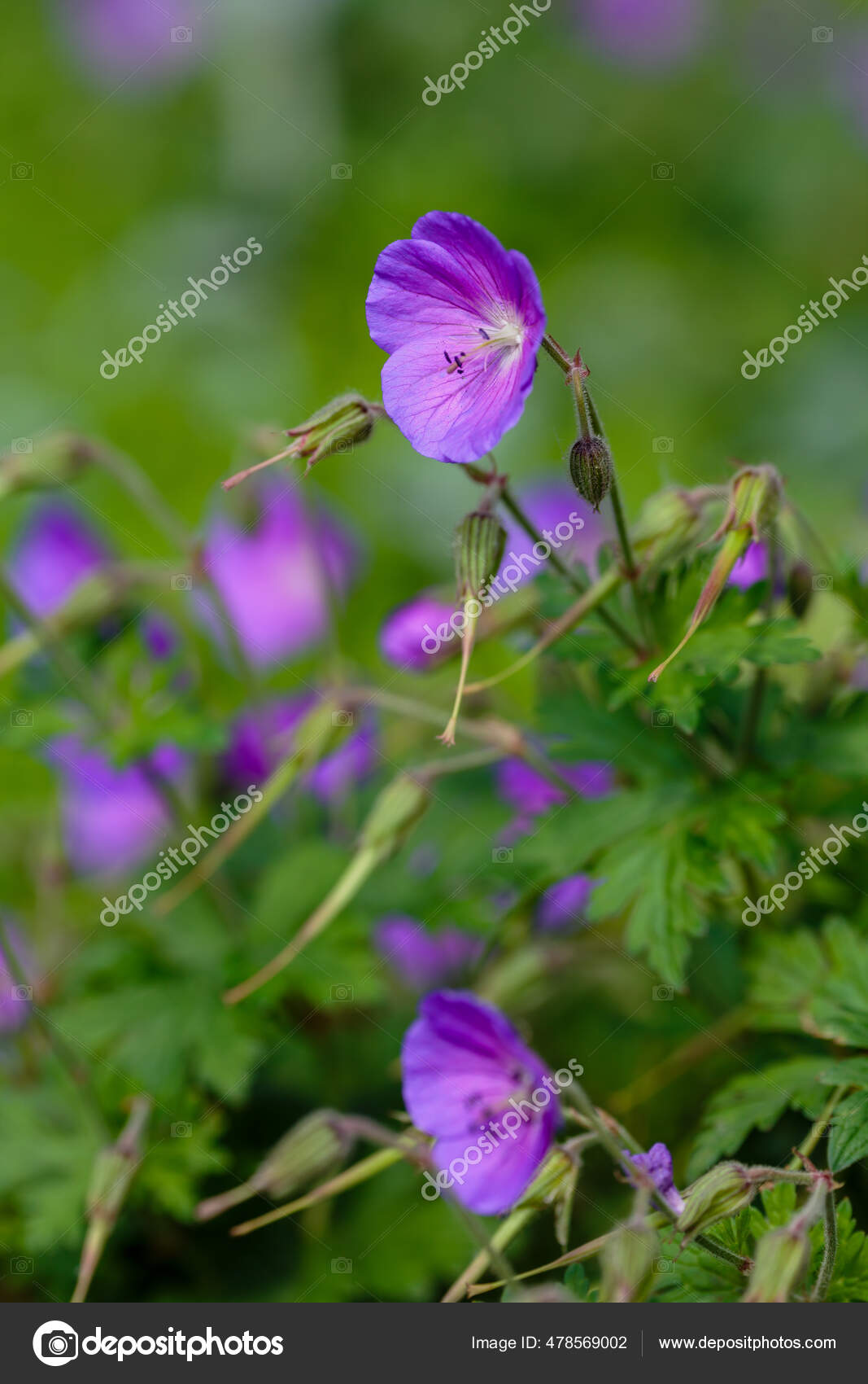 Geranium Pratense Garden Violet Flowers Geranium Pratense — Stock Photo ...