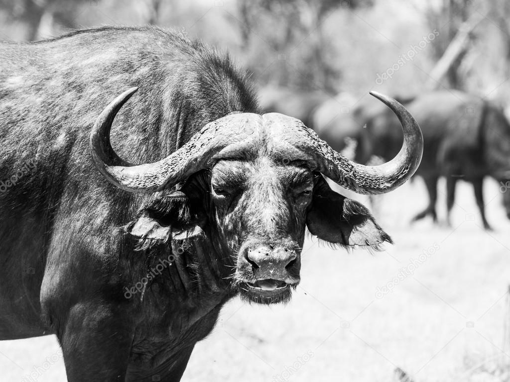 African buffalo front view Stock Photo by ©pyty 92900456