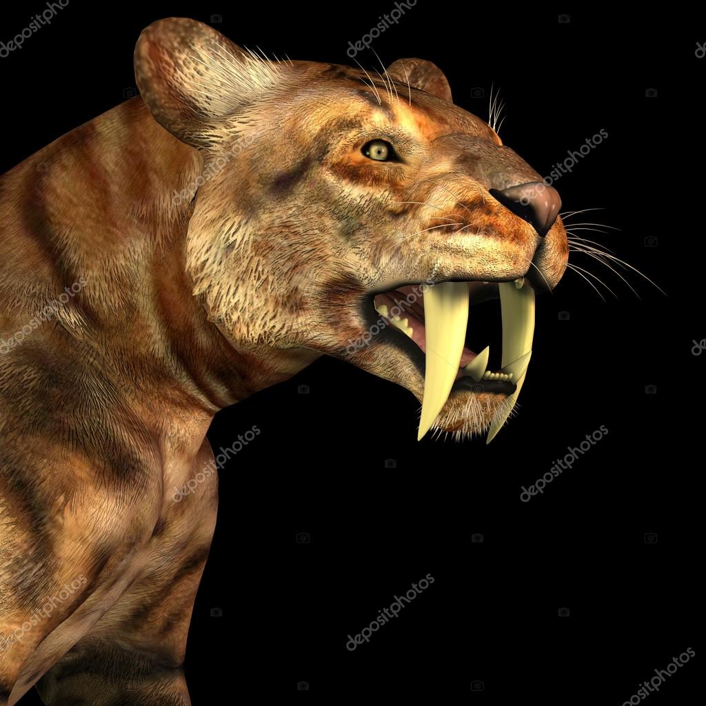 Saber-tooth Cat on Black — Stock Photo © CoreyFord #104589486