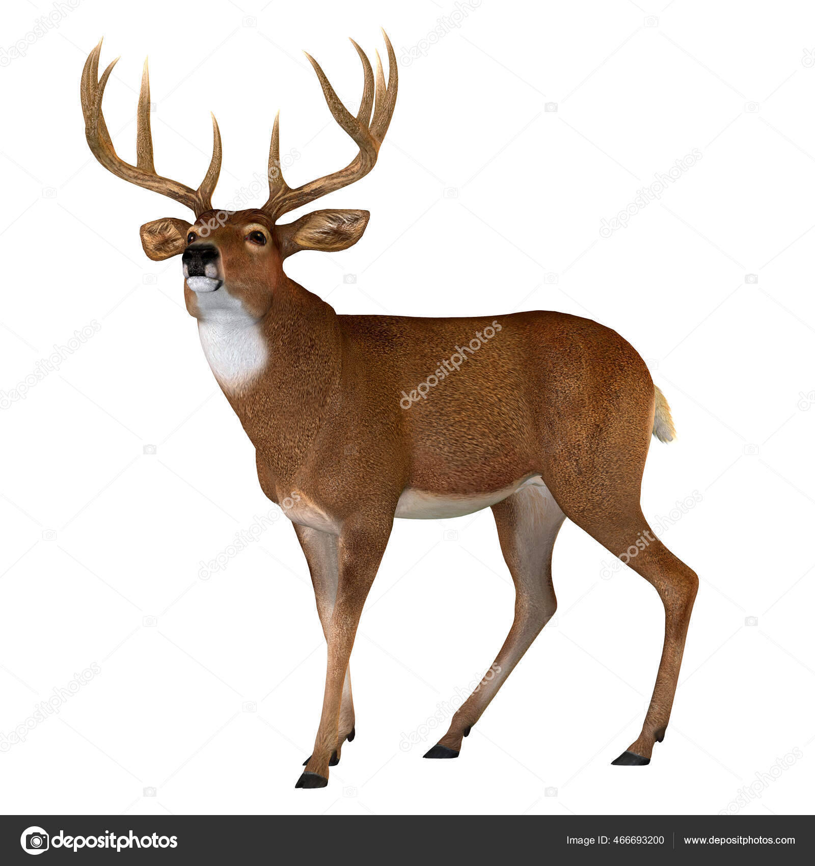 Whitetail Deer Herbivorous Ruminant Mammal Lives North South America ...
