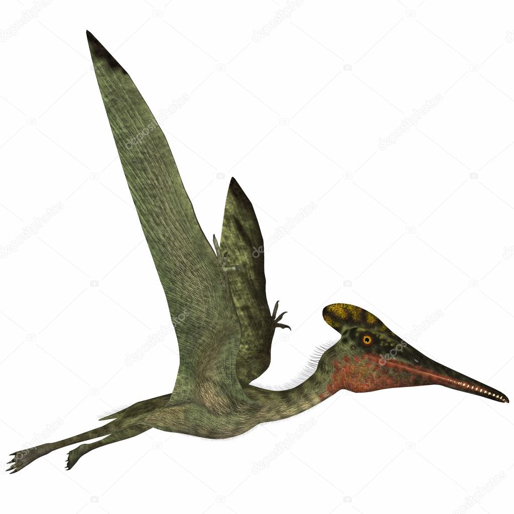 Pterodactylus Side Profile — Stock Photo © CoreyFord #79963424