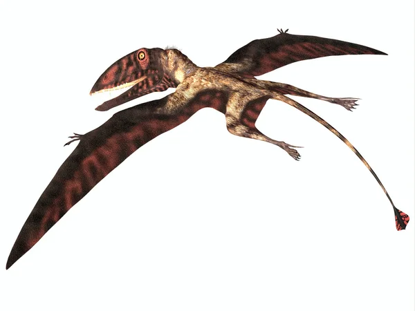 Dimorphodon Stock Photos, Royalty Free Dimorphodon Images | Depositphotos