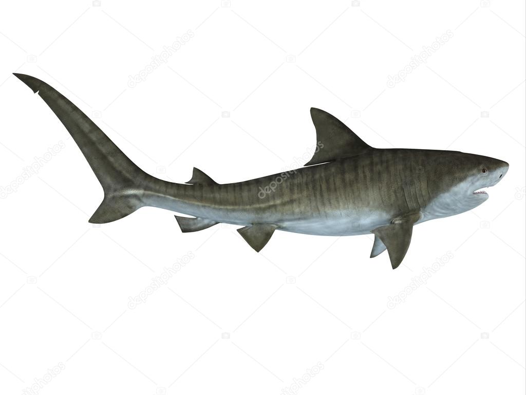Tiger Shark Side View — Stock Photo © CoreyFord #93127334
