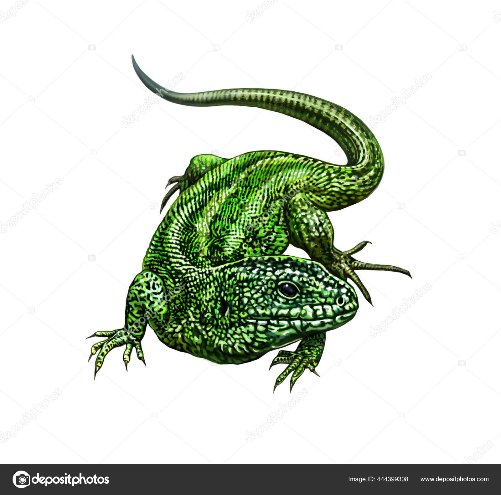 Sand Lizard Lacerta Agilis Realistic Drawing Illustration Animal ...