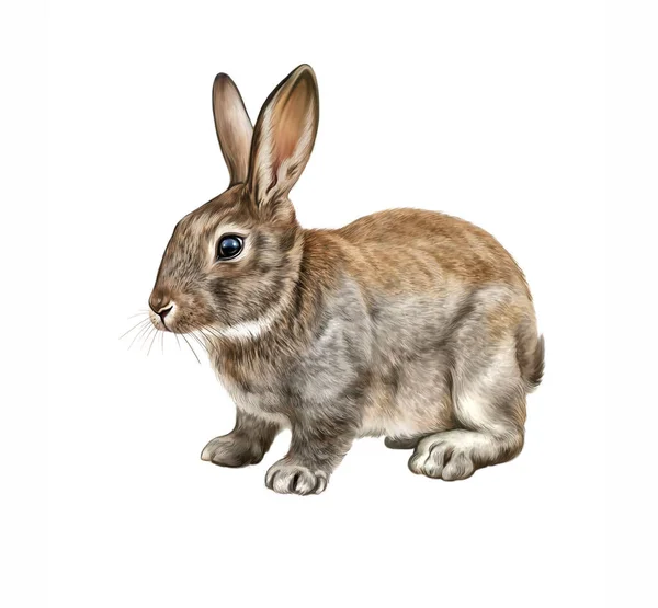 Realistic Drawing Wild Rabbit Grass Illustration Animal Encyclopedia ...
