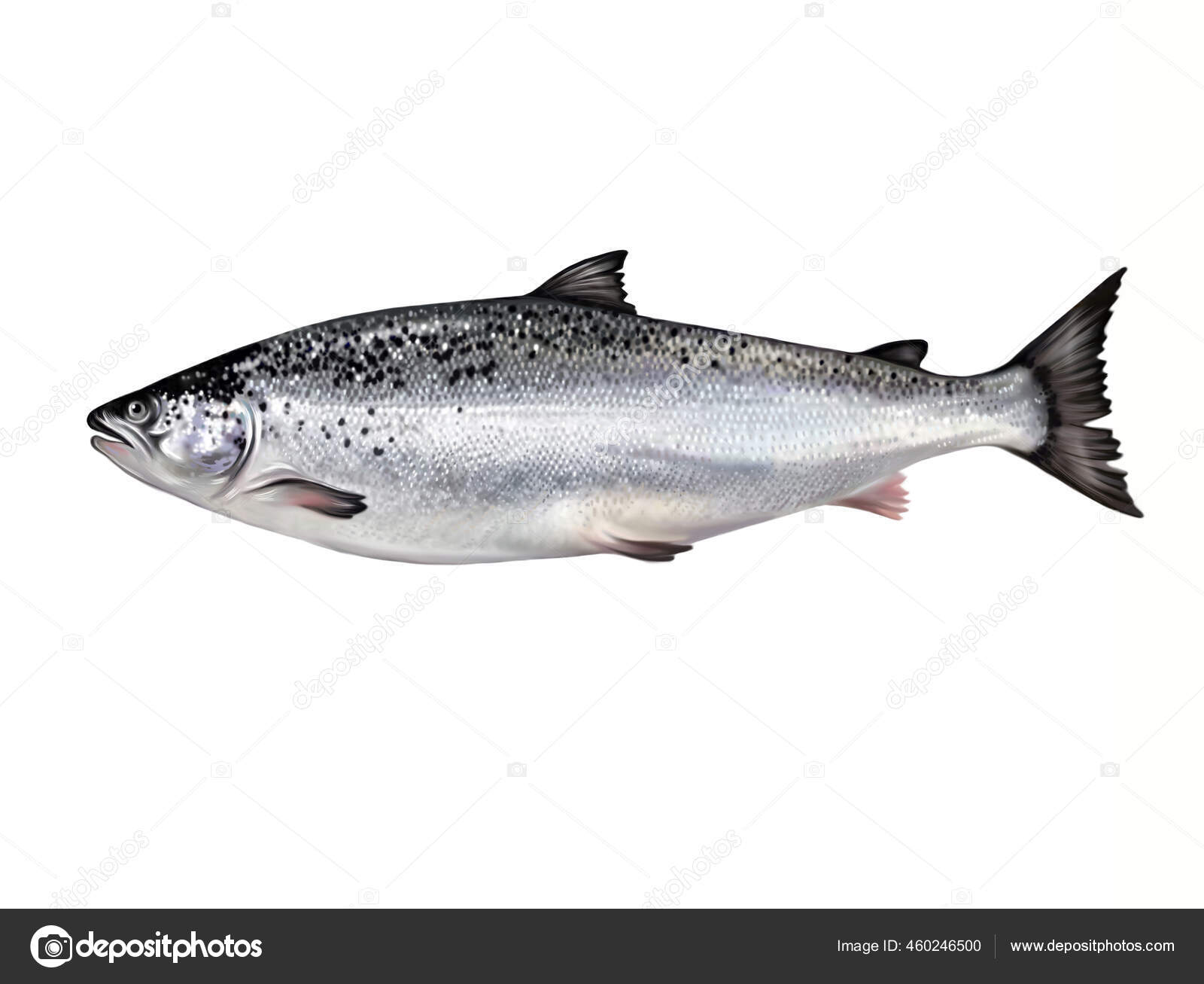 Salmón Del Atlántico Salmo Salar Dibujo Realista Ilustración Para Enciclopedia — Foto de stock ...