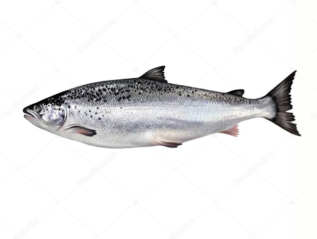 El salmón del Atlántico (Salmo salar), dibujo realista, ilustración para la enciclopedia de ...