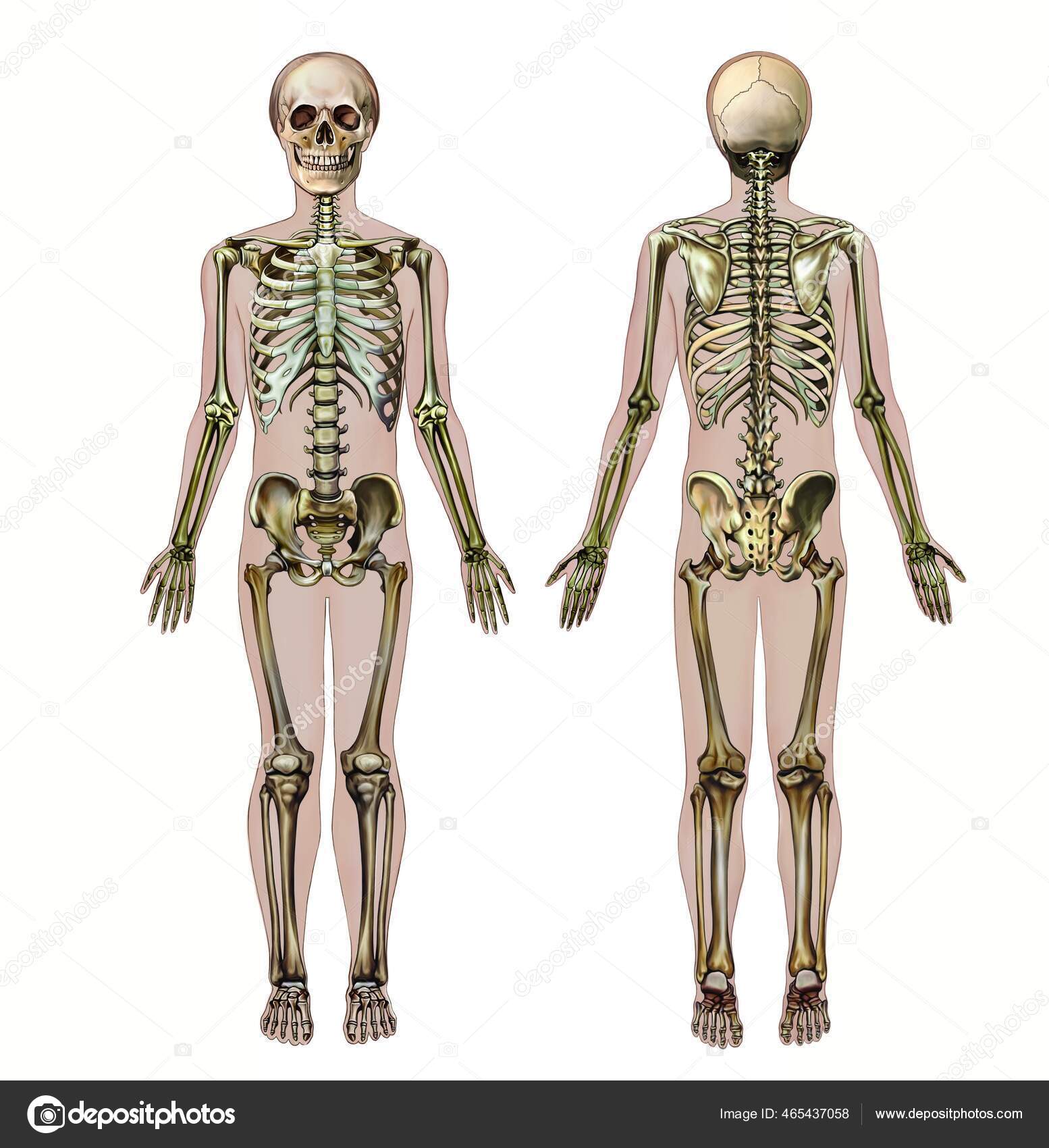 Human Skeleton Drawing Back