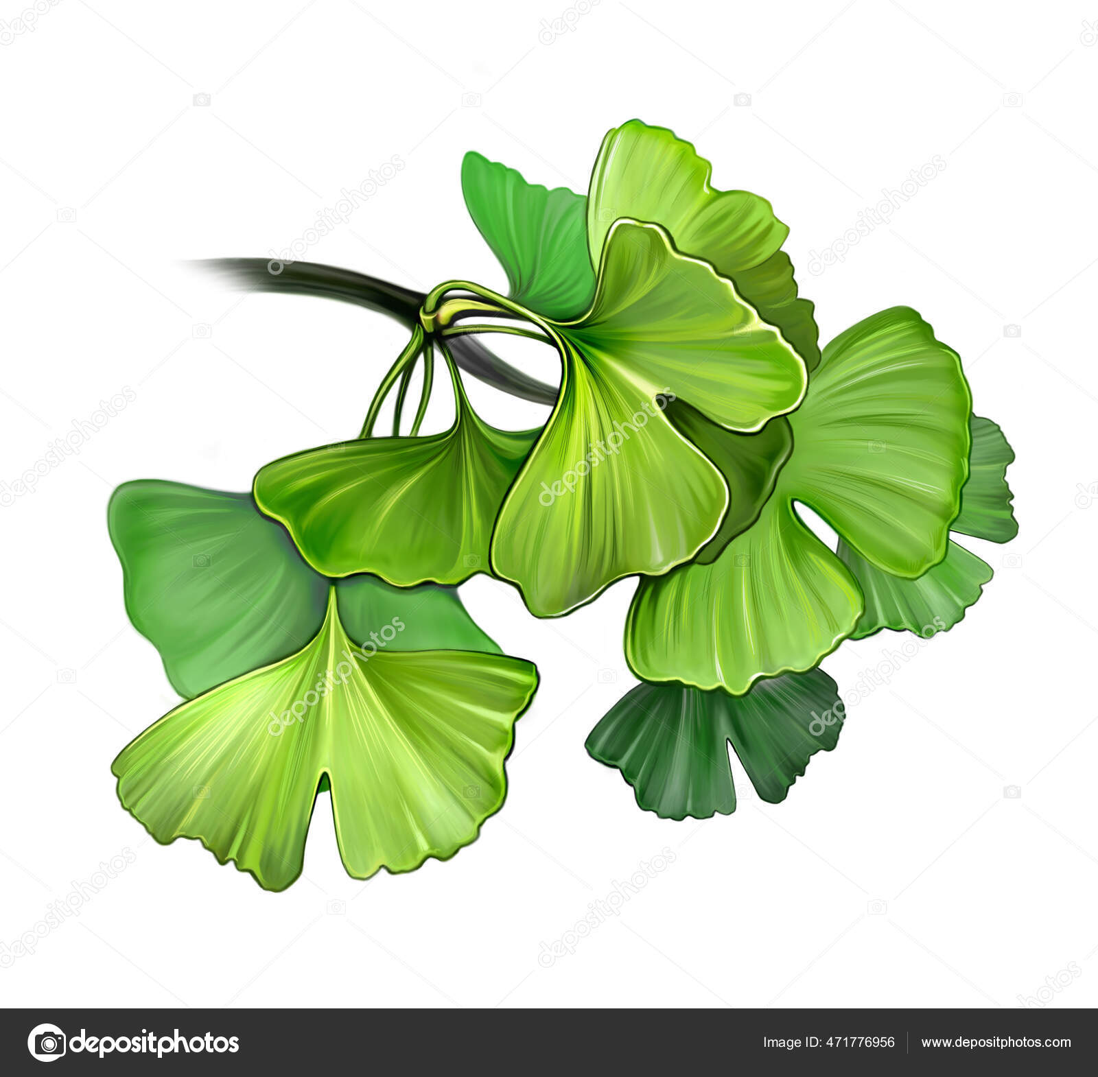 Ginkgo Twig Realistic Drawing Illustration Encyclopedia Ancient Plants ...