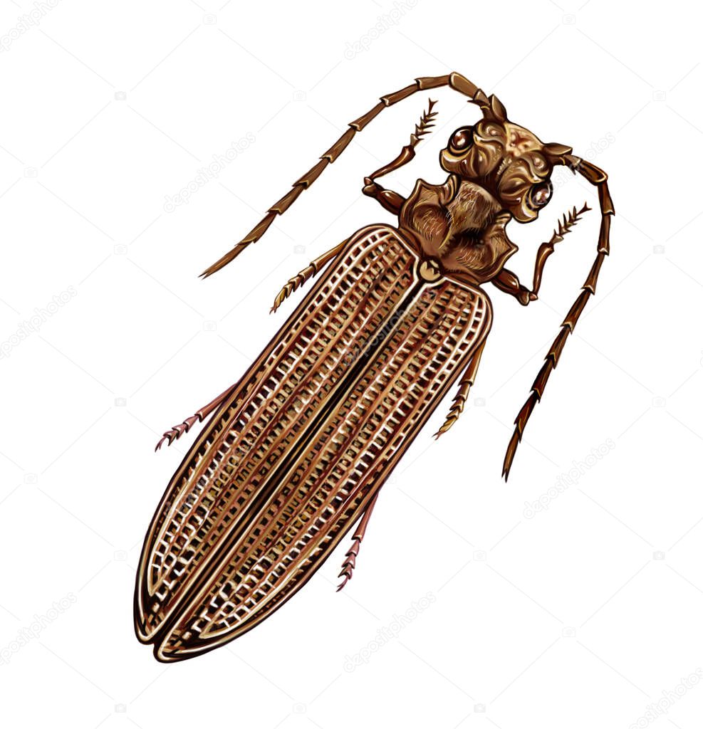 Escarabajo antiguo Archostemata, suborden de insectos coleópteros ...