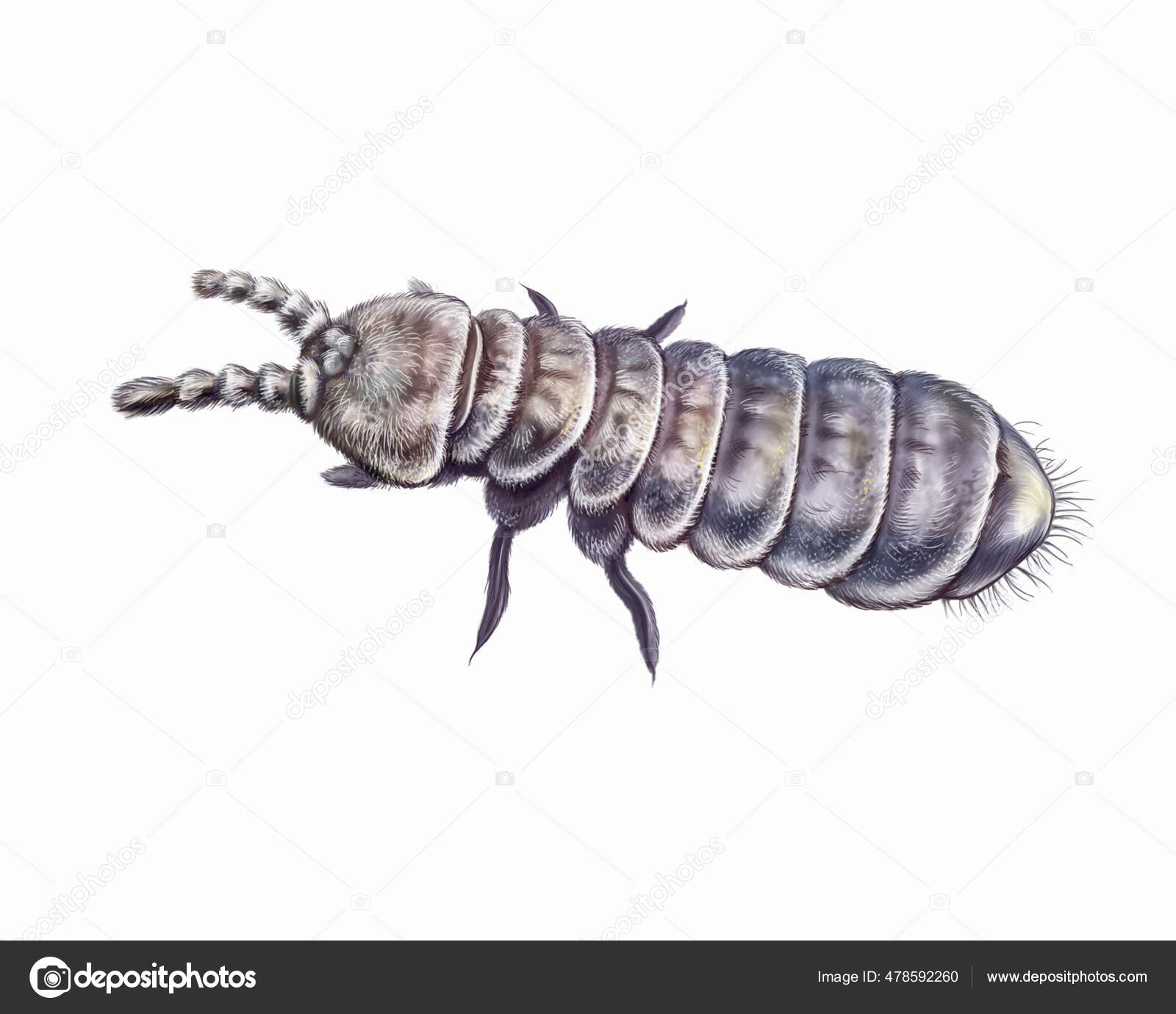 Springtail Collembola Small Arthropod Realistic Drawing Isolated Image ...
