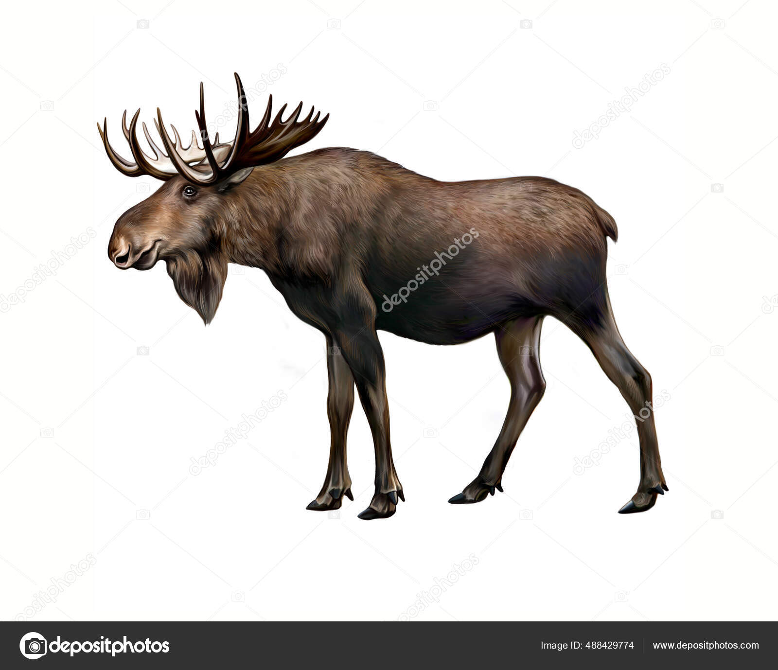 Alce Con Fondo De Bosque Parque Nacional Denali, El Santuario De Lo