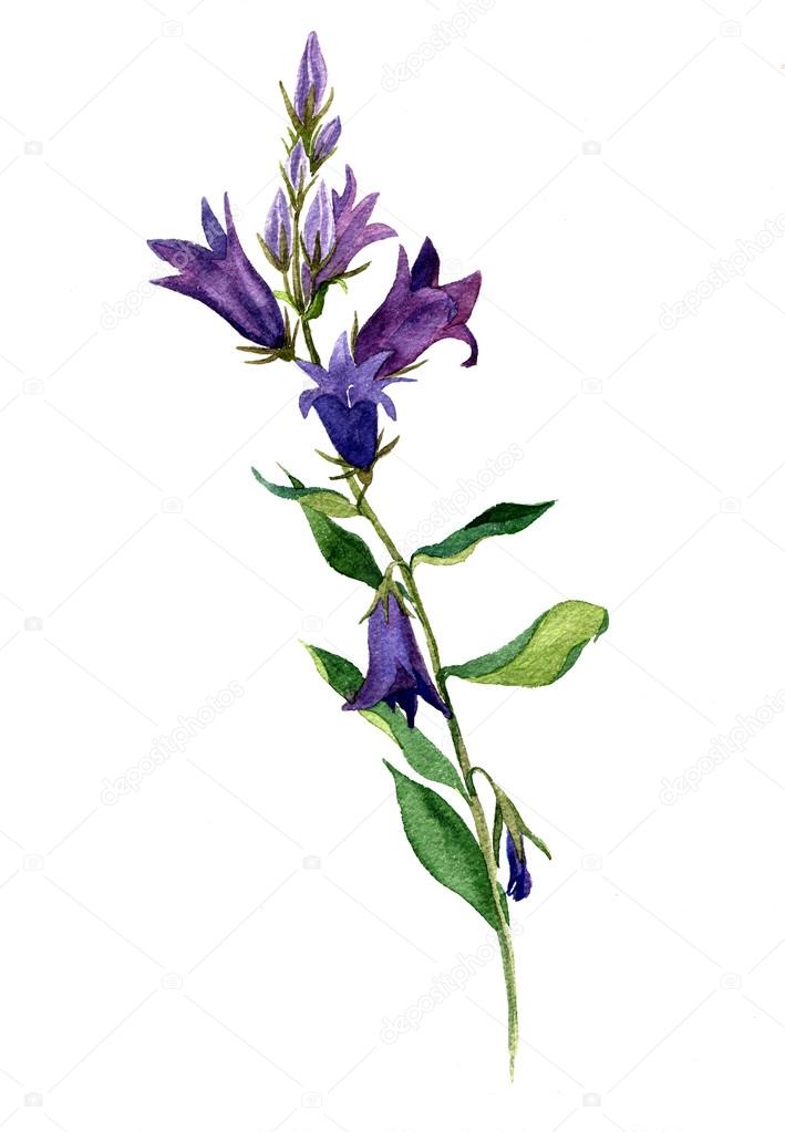 Blue Bell Flower Outline Images | Best Flower Site