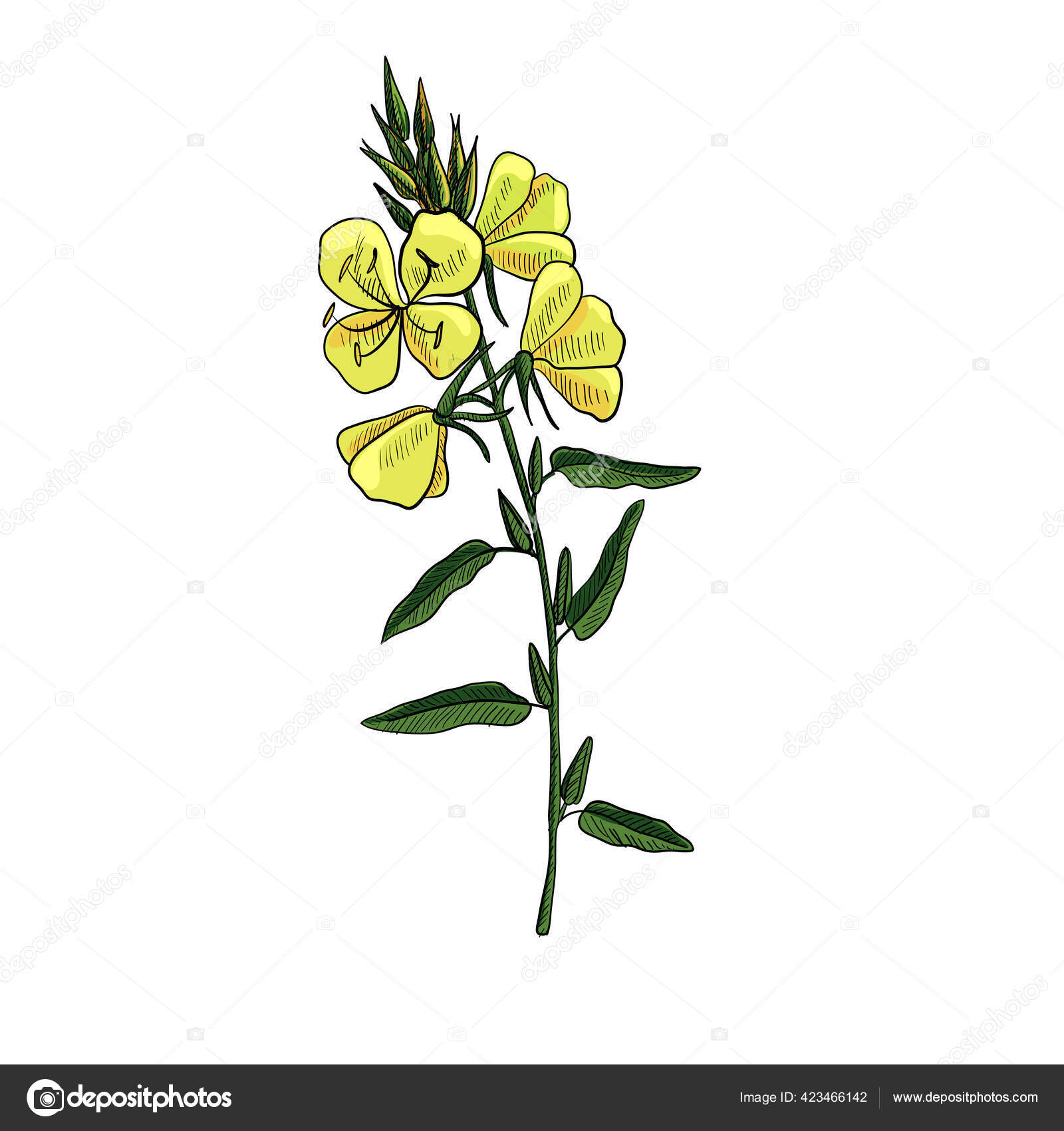 Primrose Flower Drawing