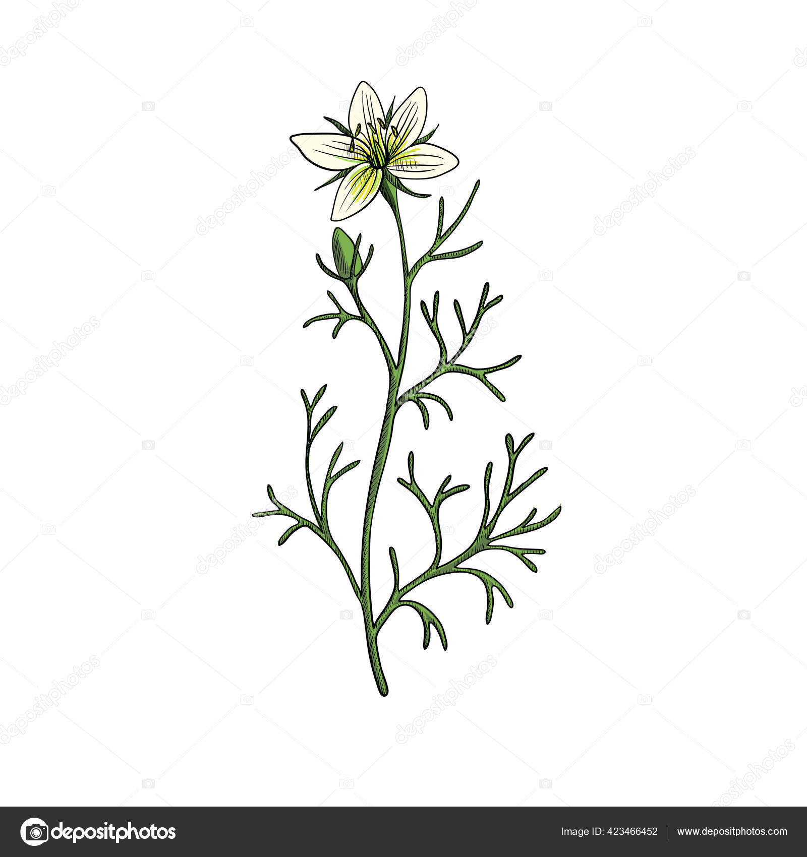 Vector drawing wild rue Stock Vector by ©cat_arch_angel 423466452