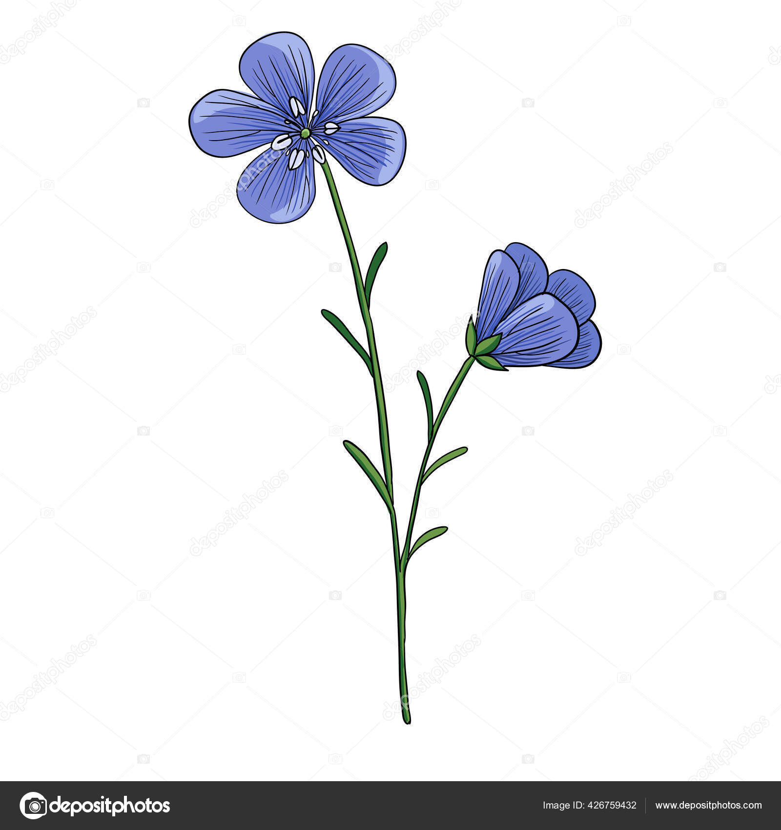 Flax Flower Drawing