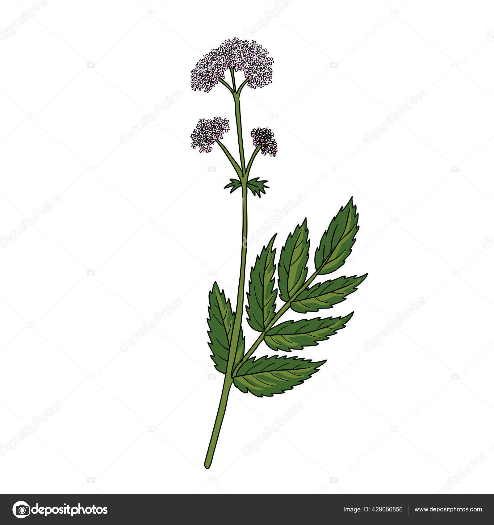 Vector drawing valerian Stock Vector Image by ©cat_arch_angel #429066856