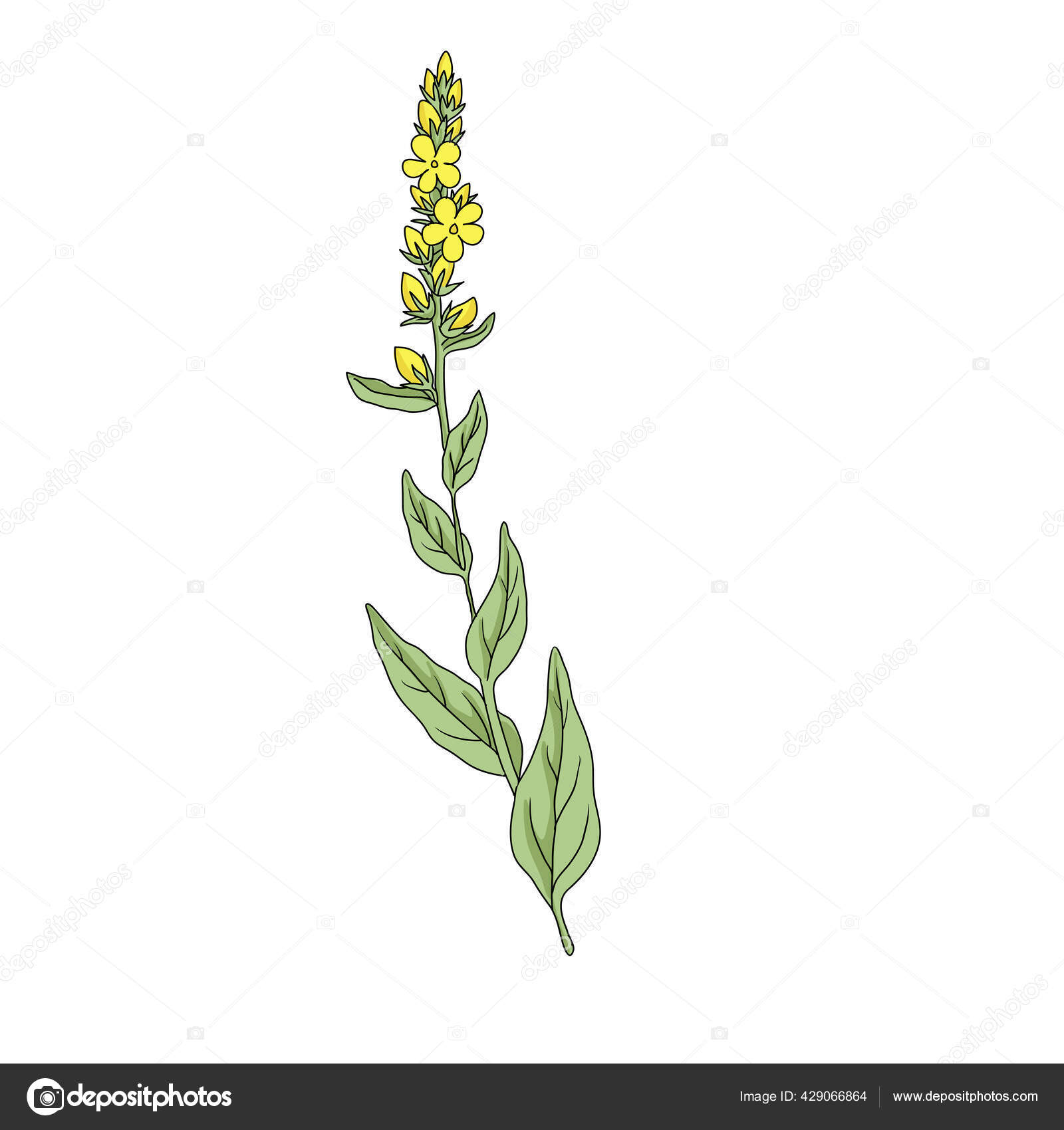 Vector drawing mullein Stock Vector by ©cat_arch_angel 429066864