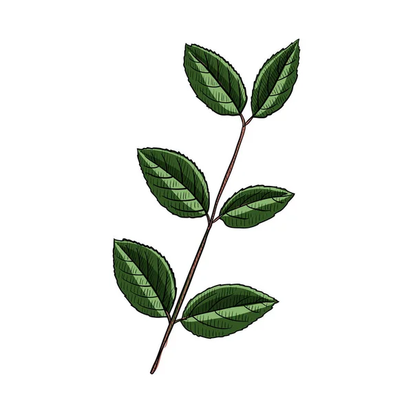 Khat Vector Art Stock Images | Depositphotos
