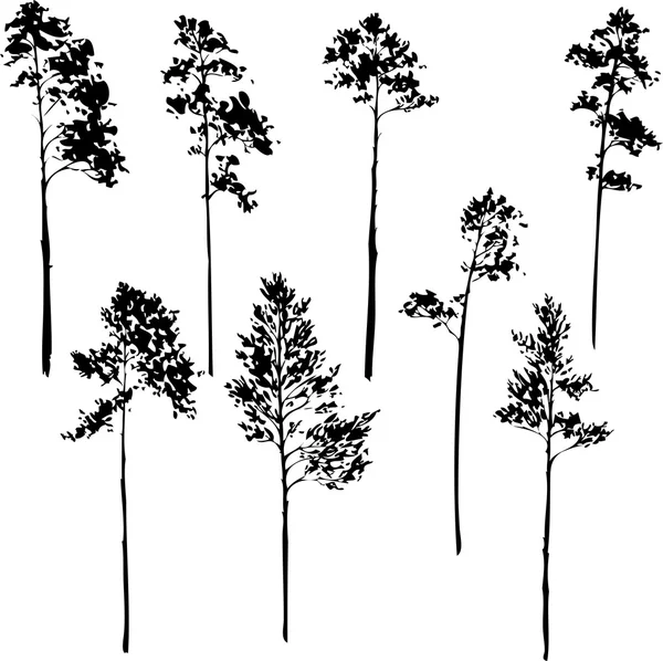 Pine trees Vector Art Stock Images | Depositphotos