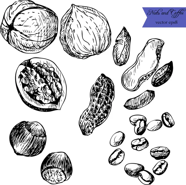 Vector drawing walnuts Stock Vector Image by ©cat_arch_angel #195714022