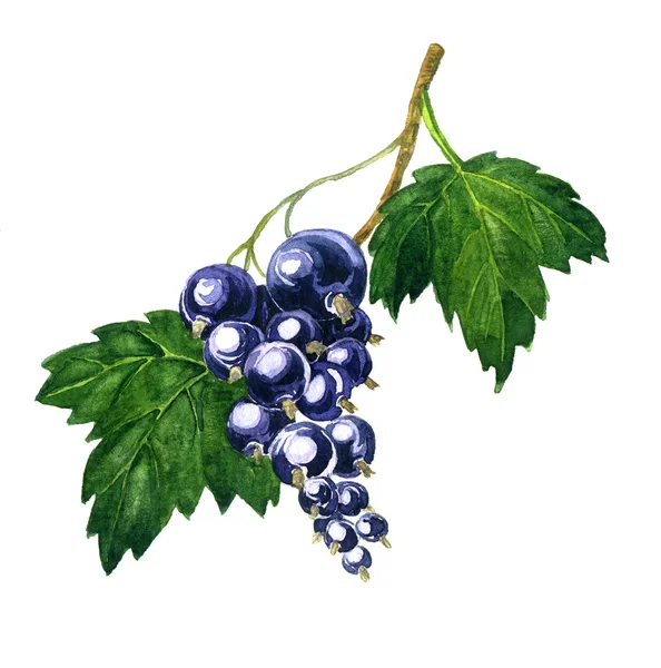 Watercolor drawing blackcurrant Stock Photos, Royalty Free Watercolor ...