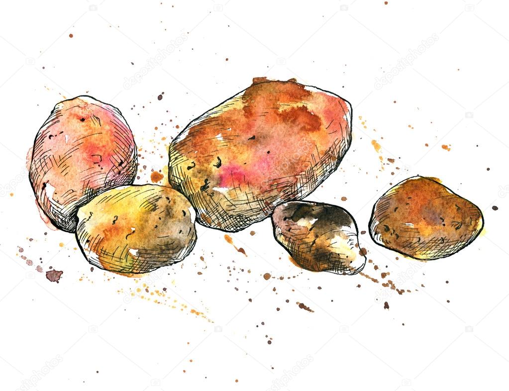 Patatas elaboradas a mano Ilustración de stock de ©cat_arch_angel #80074750