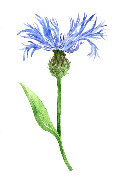 Cornflower drawing by watercolor Pictures, Cornflower drawing by ...