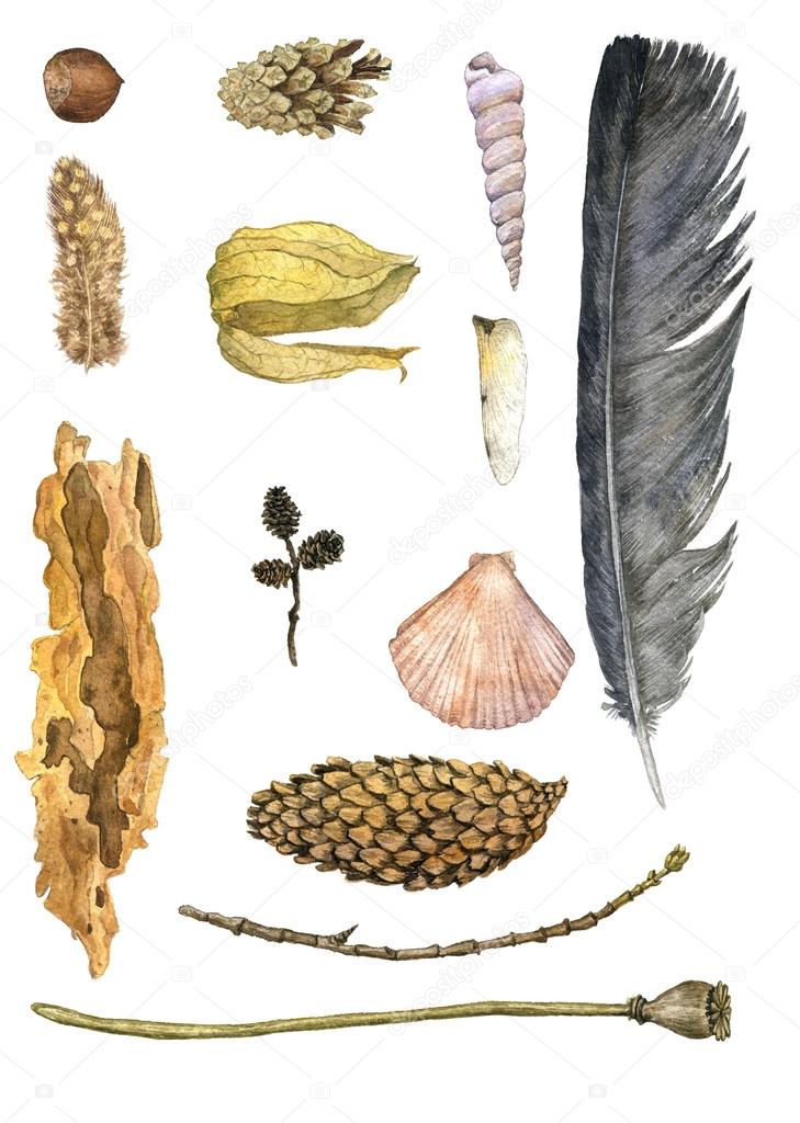 Watercolor set of nature objects Stock Illustration by ©cat_arch_angel ...