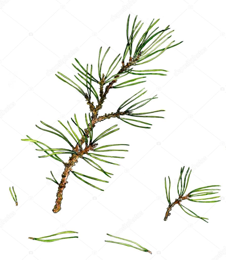 Jack Pine Needles