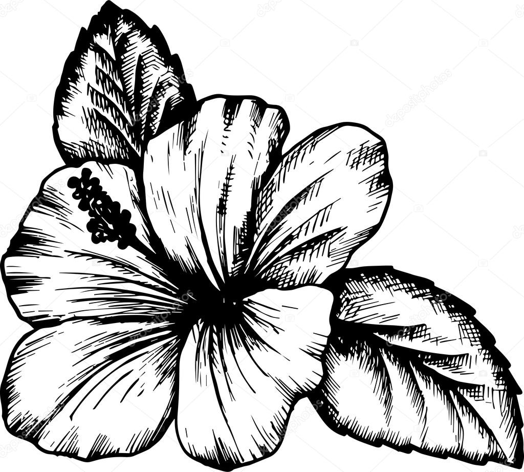 Vector Hibiscus Flower Stock Vector Image By ©cat Arch Angel 98711408