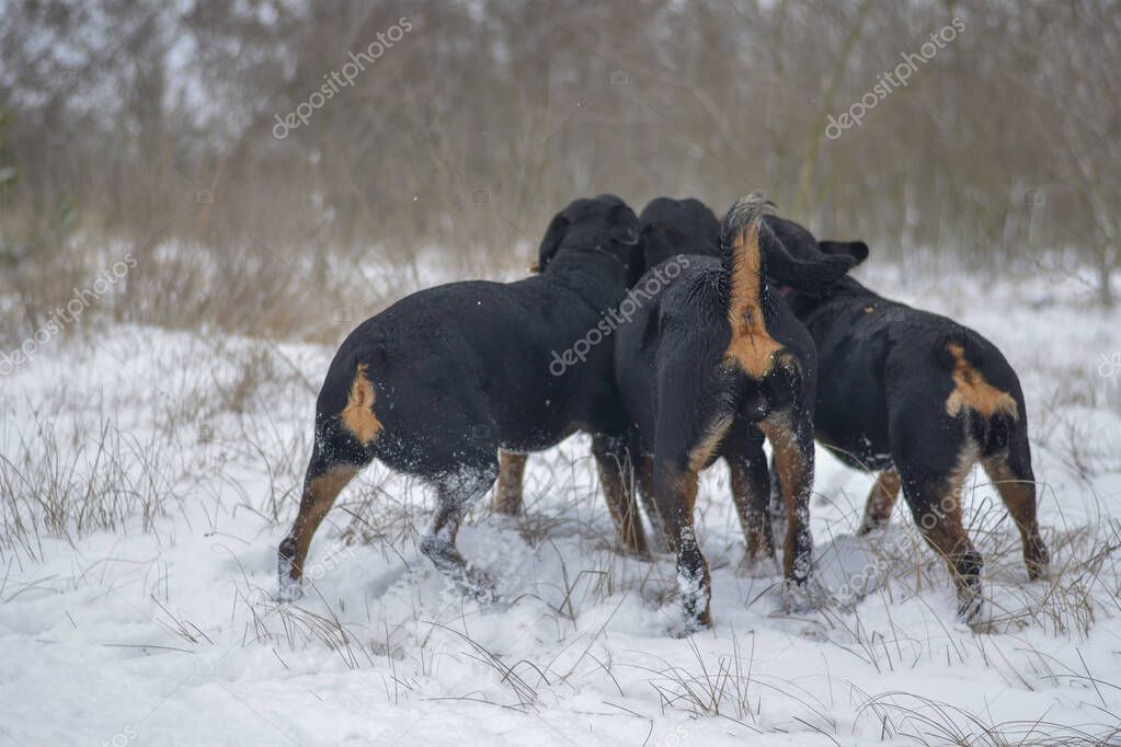 Los perros jóvenes juguetean en el bosque invernal matutino. Tres ...