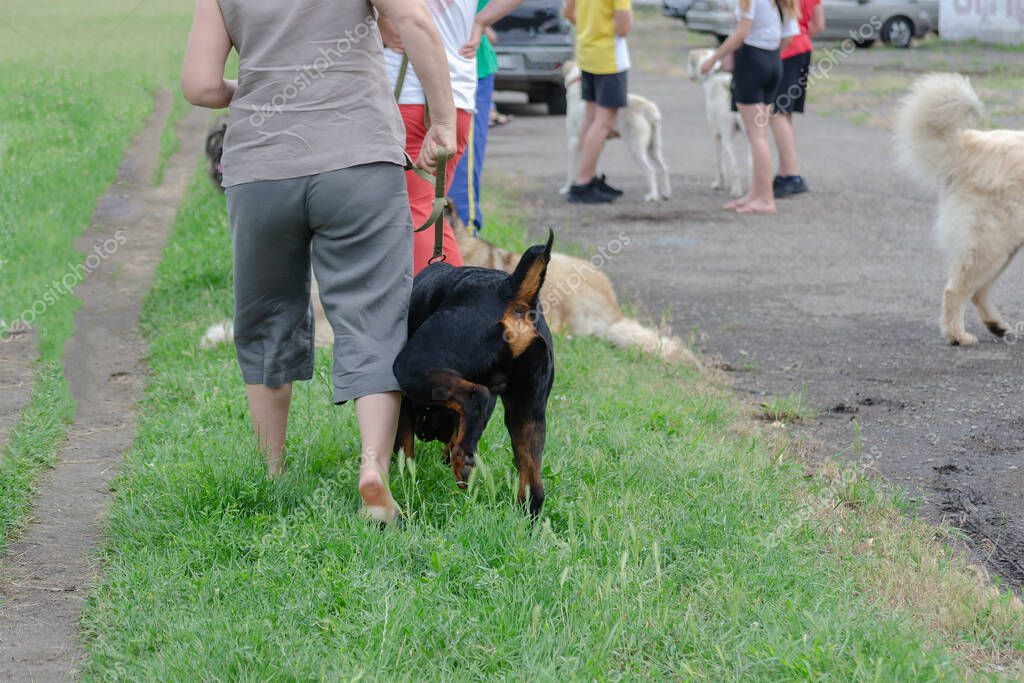 Grupo de personas dan un paseo con sus mascotas en el parque de perros ...
