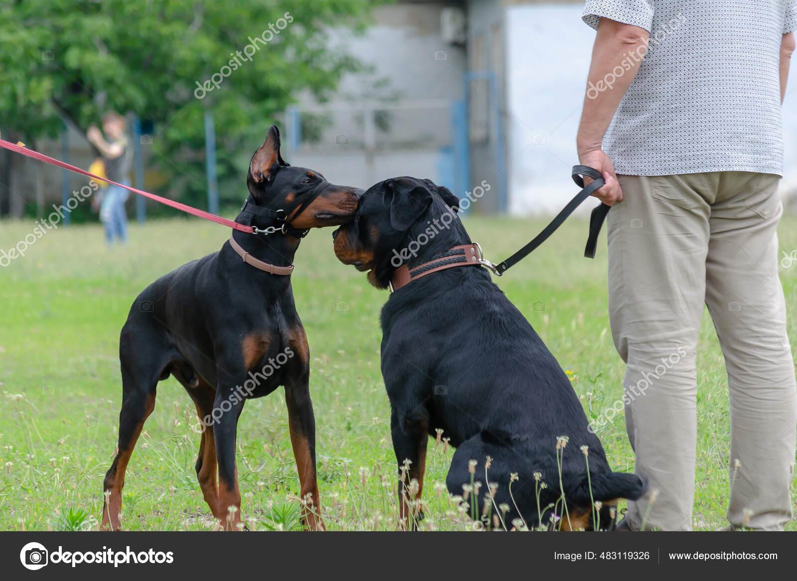 How Do You Leash Train A Doberman Puppy