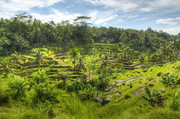 Padi Terrace, Bali, Indonesia - Local plantation of the layered - Stock ...