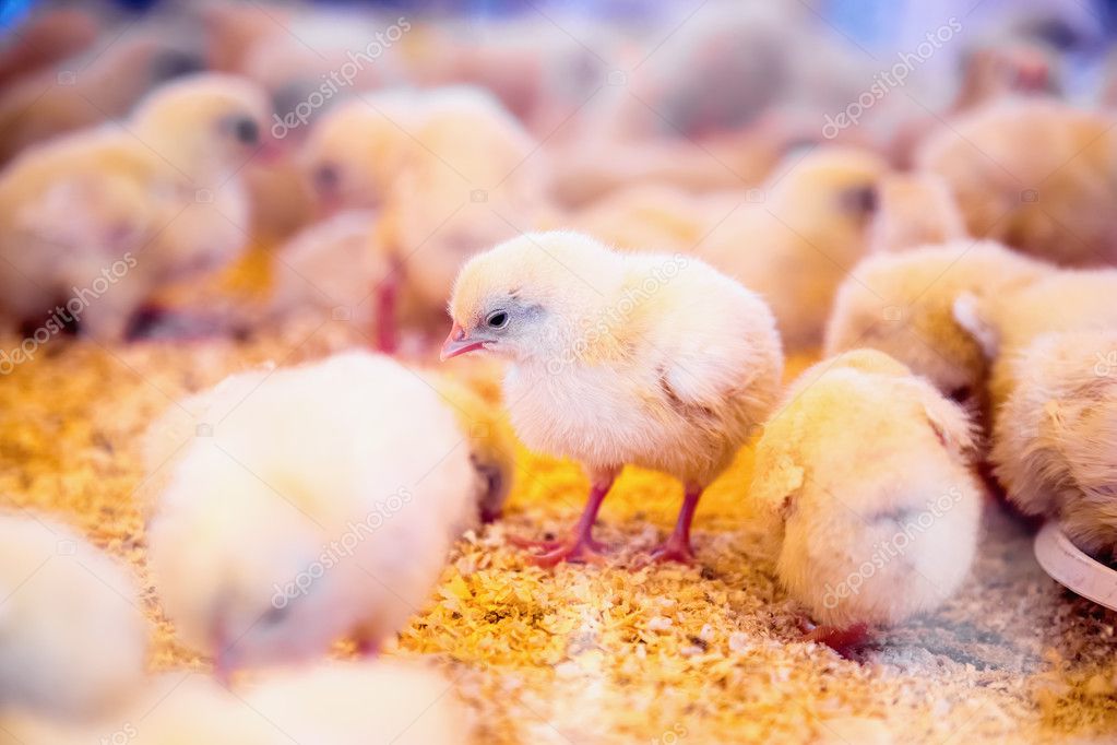 Small chickens in farm incubator or coop Stock Photo by ©xmagic 64637907