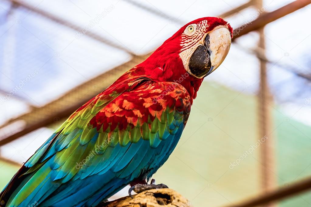 Červený papoušek nebo Ara papoušek kakadu — Stock Fotografie © xmagic ...