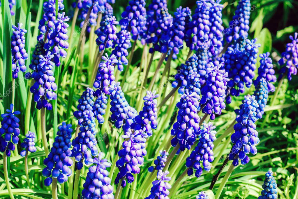 Viper cebolla Muscari botryoides floraci n en primavera. Flores azules 2024