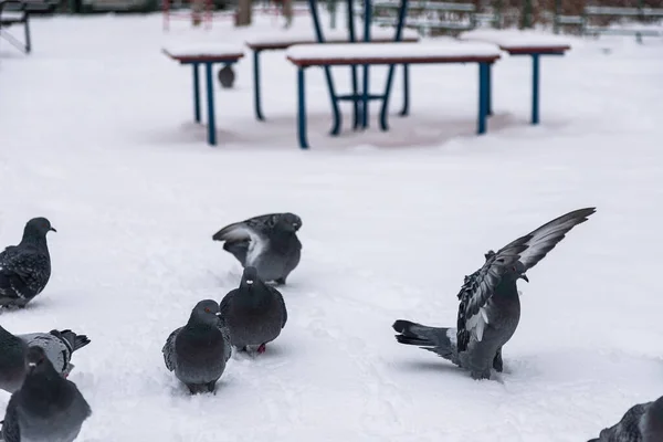 Ice pigeons Stock Photos, Royalty Free Ice pigeons Images | Depositphotos