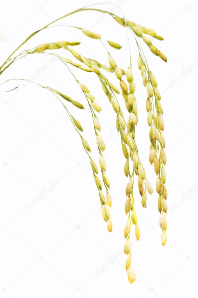 Stem of Rice Stock Photo by ©somchaij 57429439