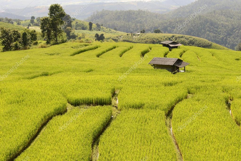 Rice Field in Step Formation Stock Photo by ©somchaij 57429611