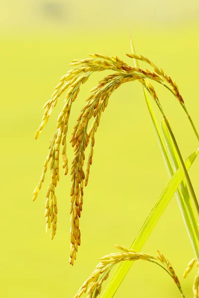 Stem of Rice Stock Photo by ©somchaij 57429559