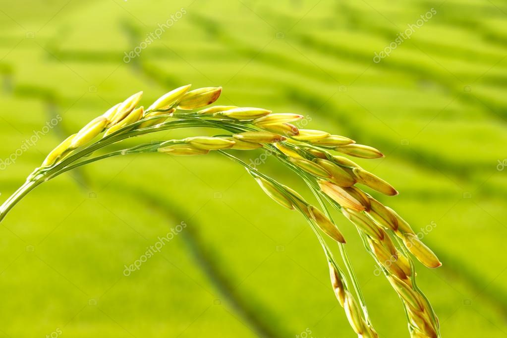 Rice spikelet close up — Stock Photo © somchaij #79812128