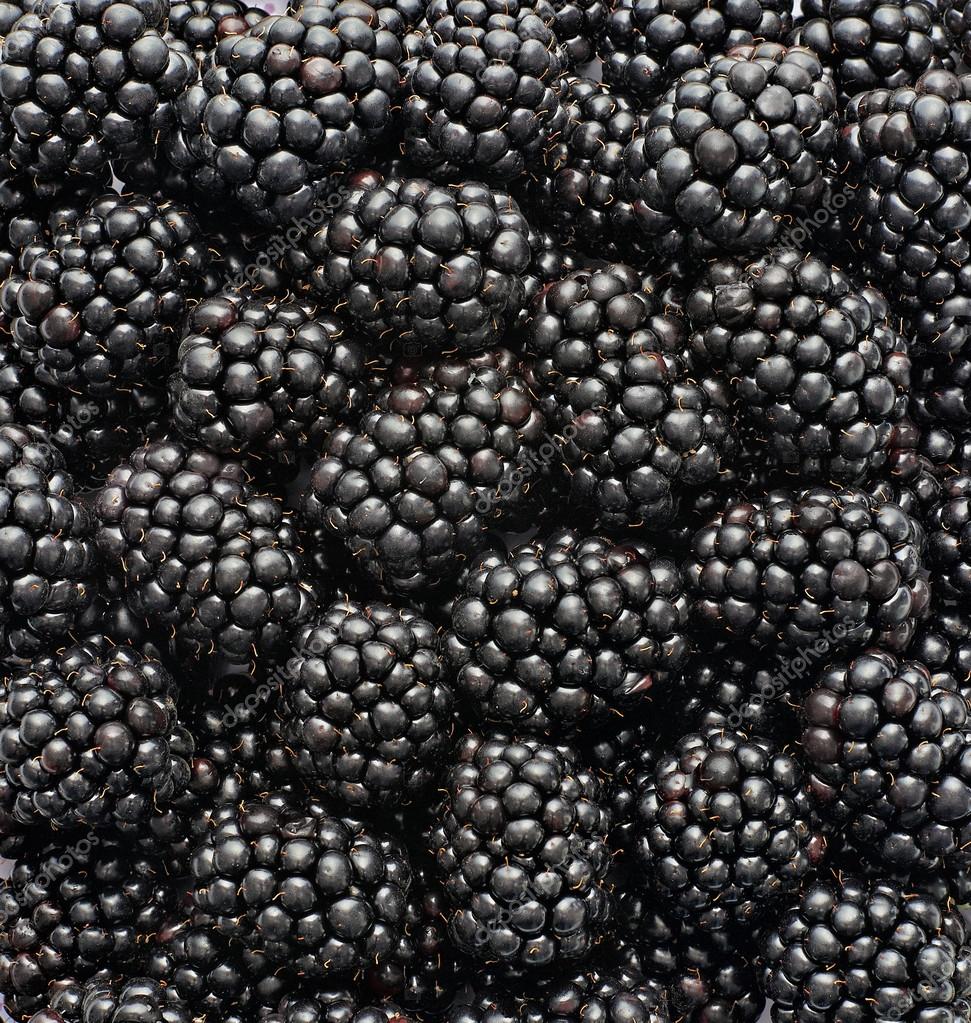 Blackberries photographed in the studio Stock Photo by ©Greatstock 83569518