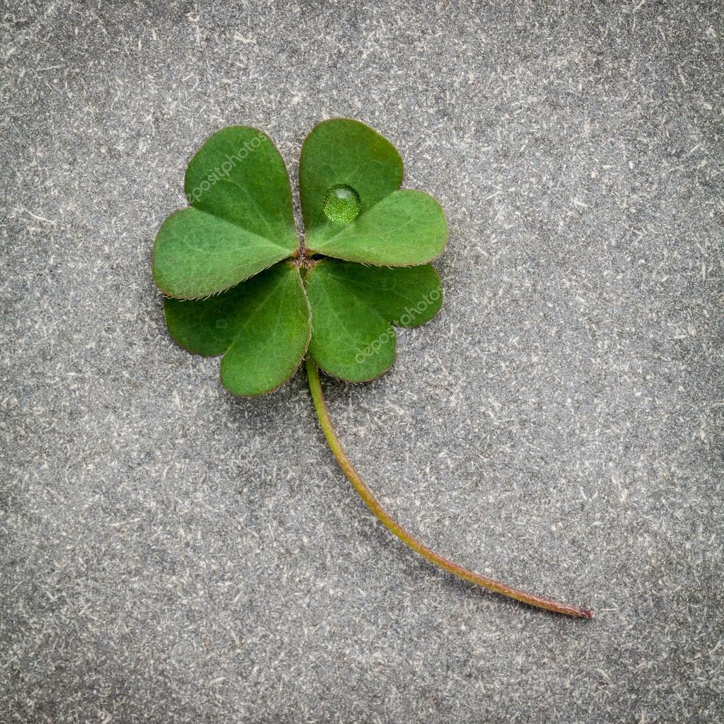 Las hojas de trébol sobre fondo de piedra.El símbolo de Four Leaf Clo 2022